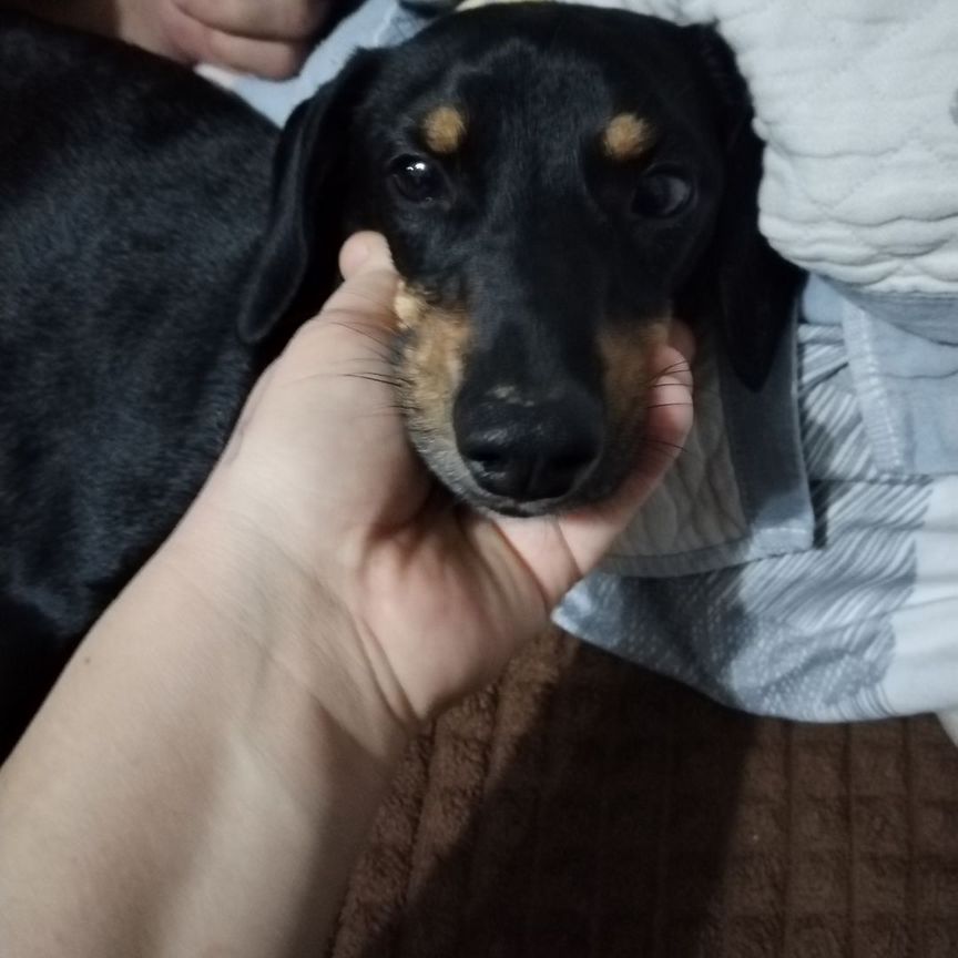 Нашли собаку