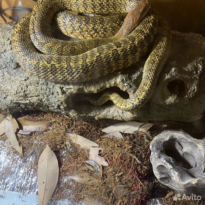 Змея маисовый полоз