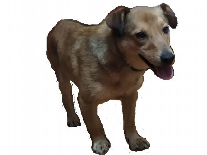 Отдадим Золотую собаку