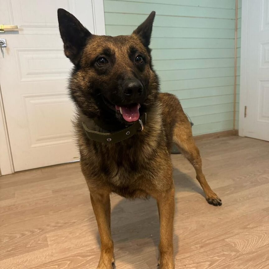 Малинуа в добрые руки