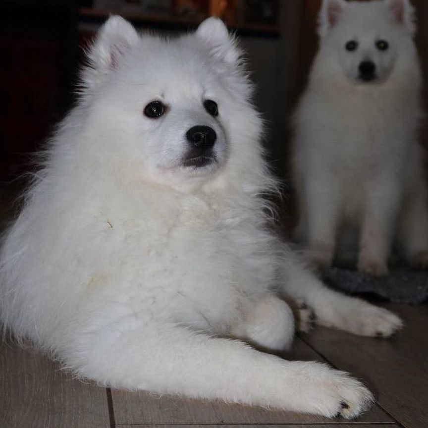 Японский шпиц, щенок