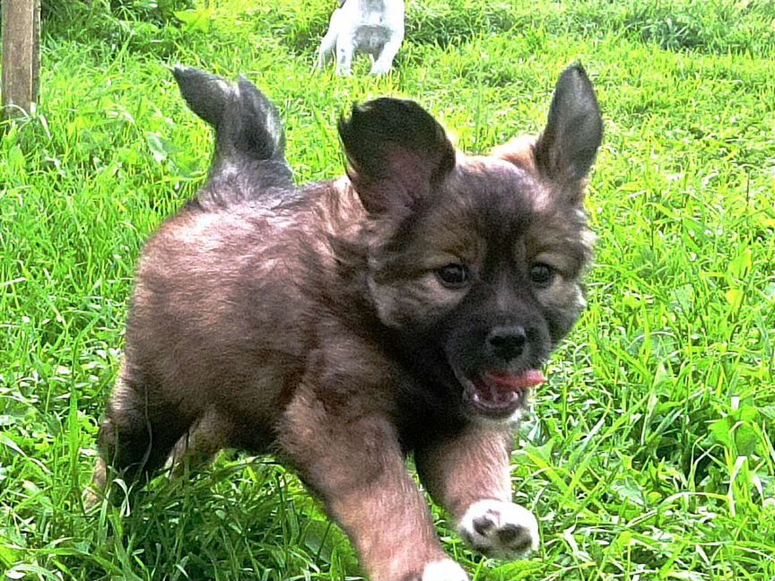Щенок Маленькая дворняжка бесплатно в добрые руки