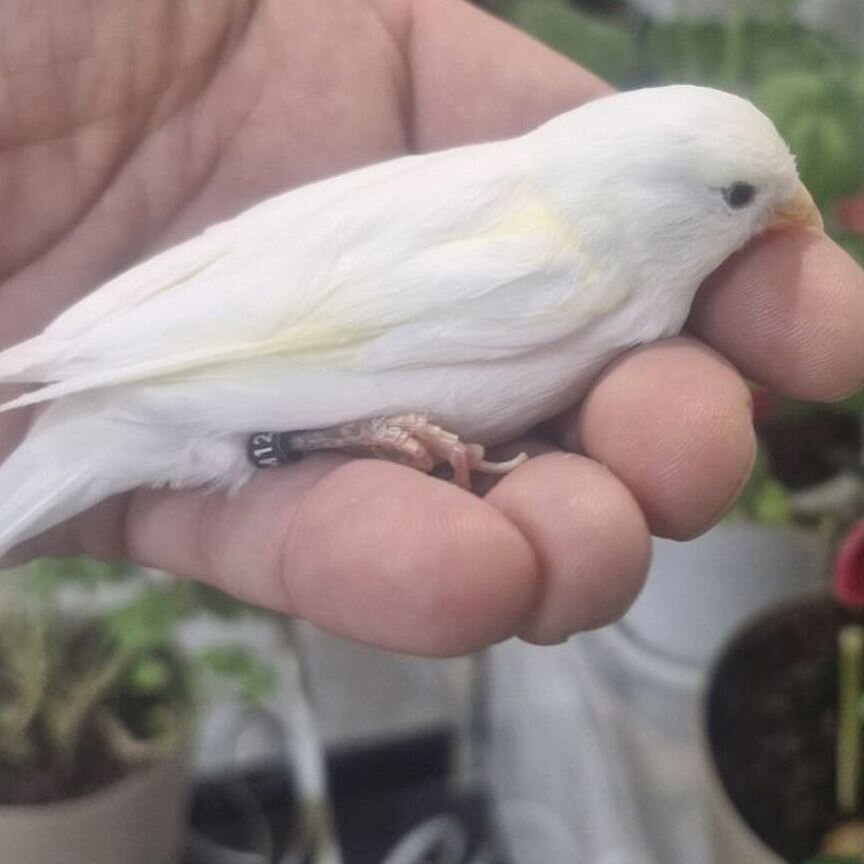 Продаю Кенар