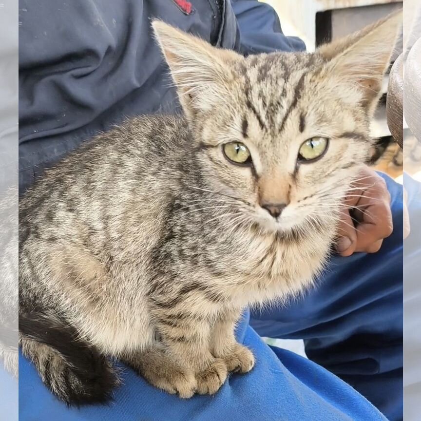 Котёнок в добрые руки