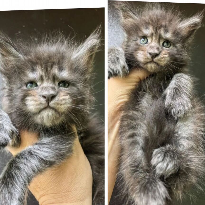 Мейн-кун котёнок