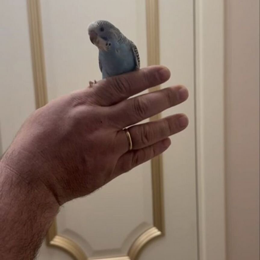 Волнистый попугай мальчик