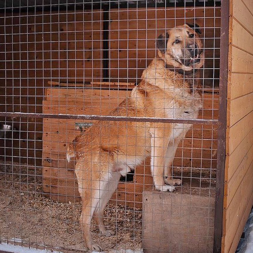 Нежный великан Портос в добрые руки