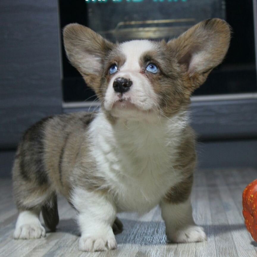 Вельш корги кардиган