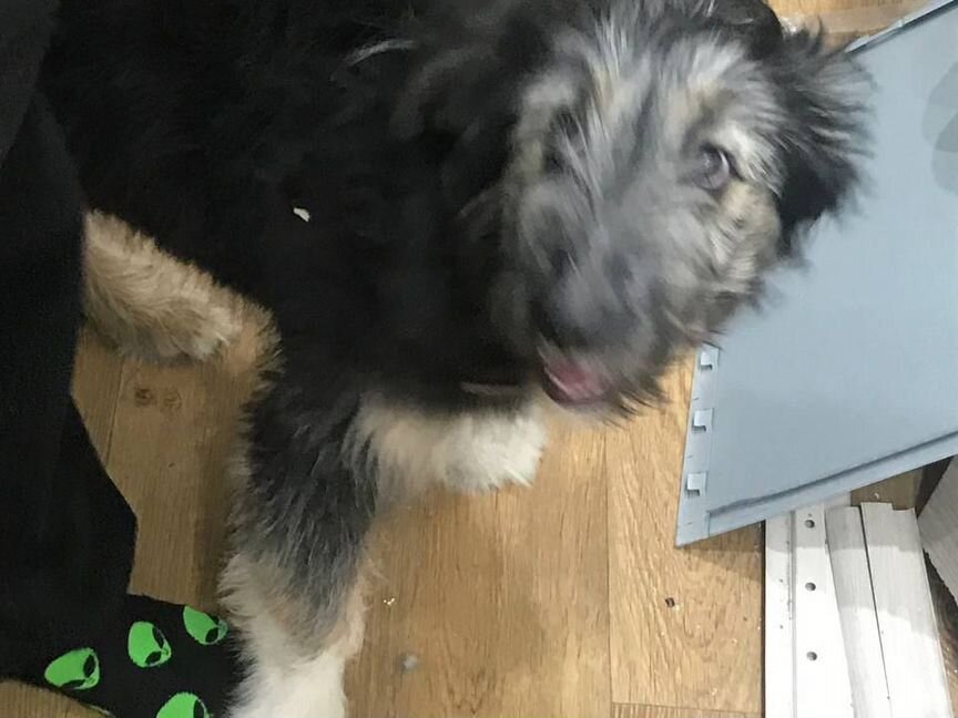 Отдам бесплатно,щенок и зовут Арчи