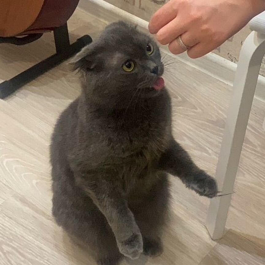 Вислоухий шотландец в добрые руки