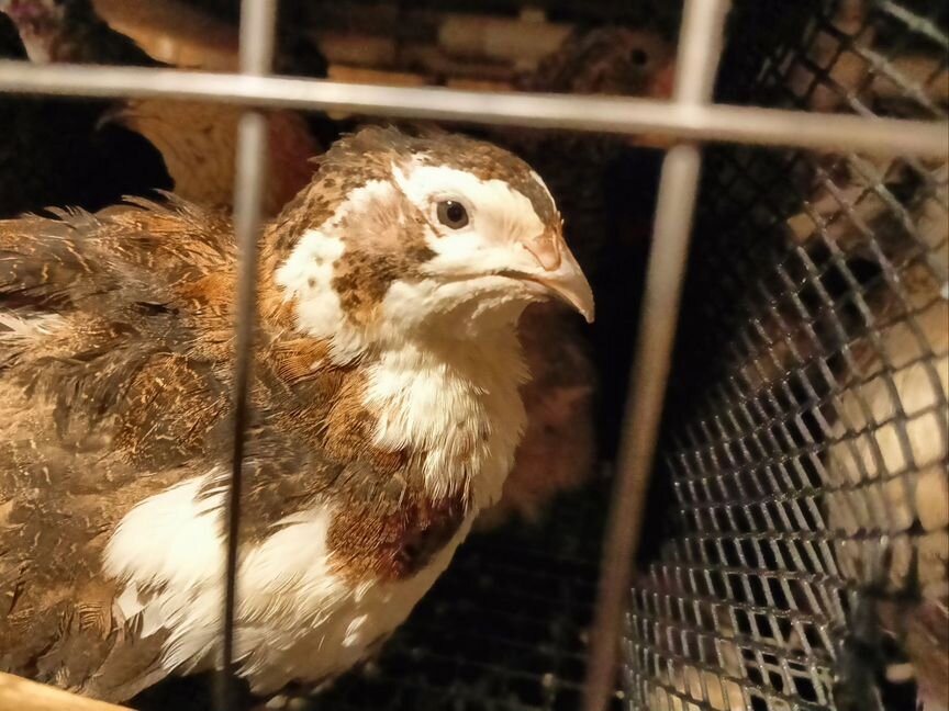 Перепела несушки