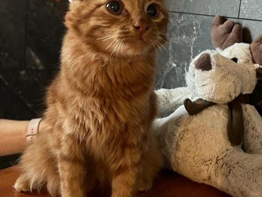 Финик