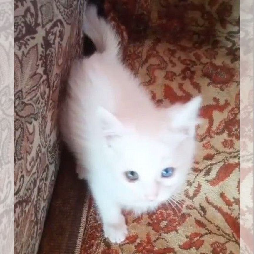 Белый котенок