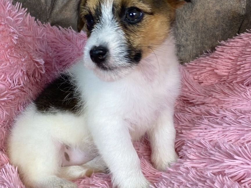 Щенок джек рассел жестик девочка