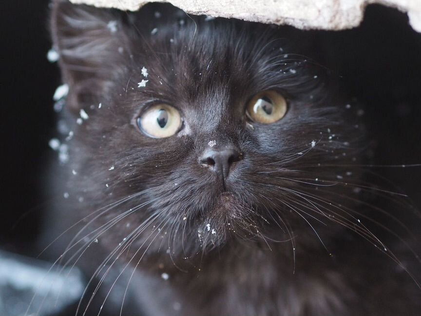 Чёрный котёнок ищет дом или передержку