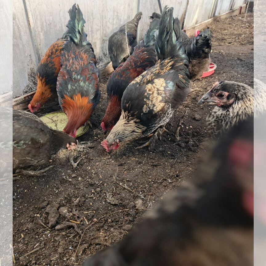 Молодые петухи