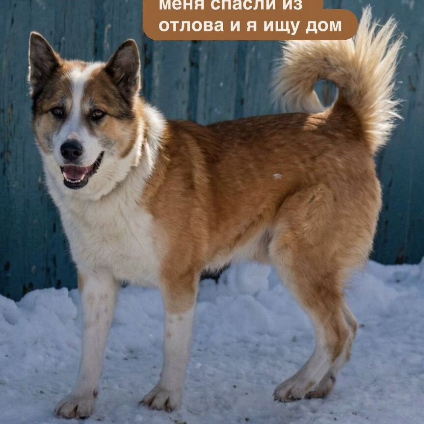 Взрослый пёс в добрые руки