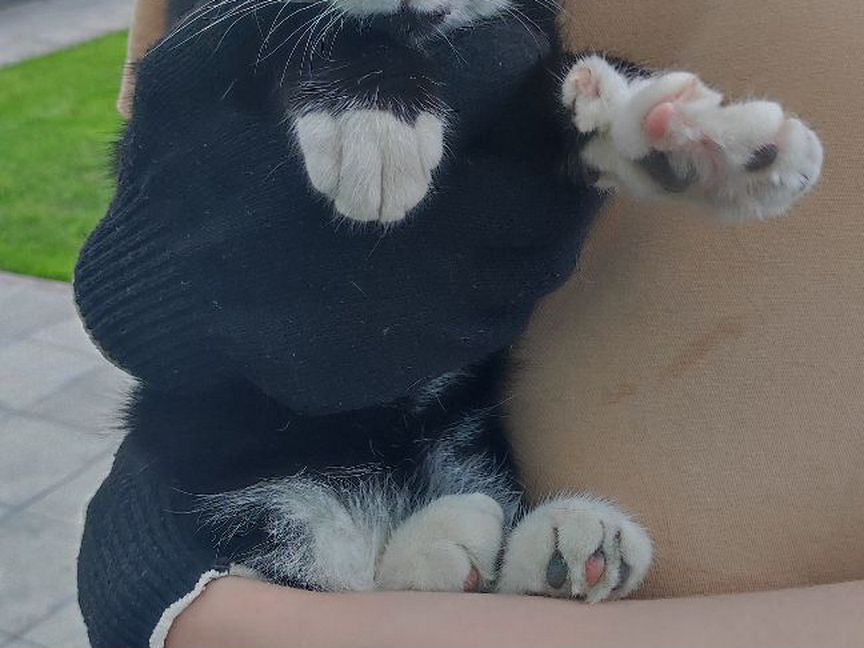 Черно белая кошка