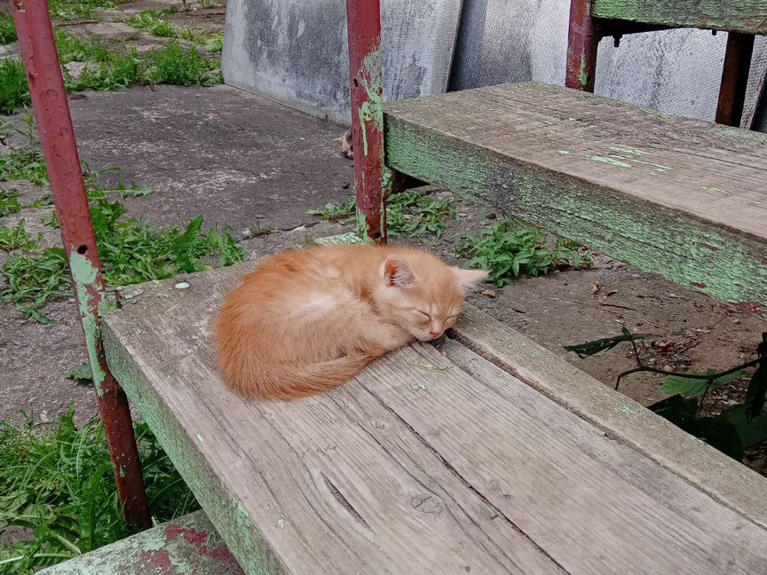 Рыжий котенок в добрые руки