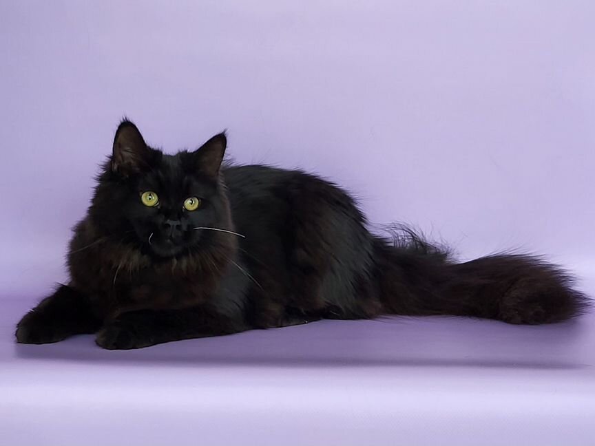 Сибирская кошка в добрые руки