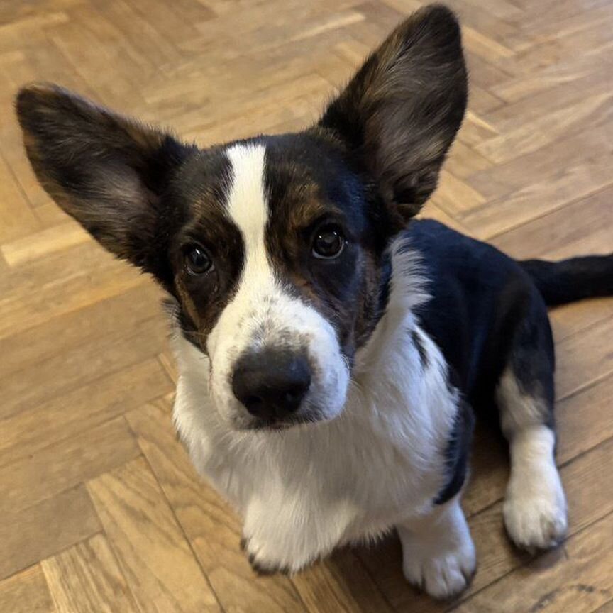 Вельш Корги Кардиган, щенок