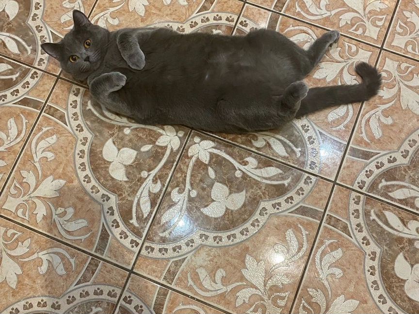 Отдам кошку в добрые руки бесплатно