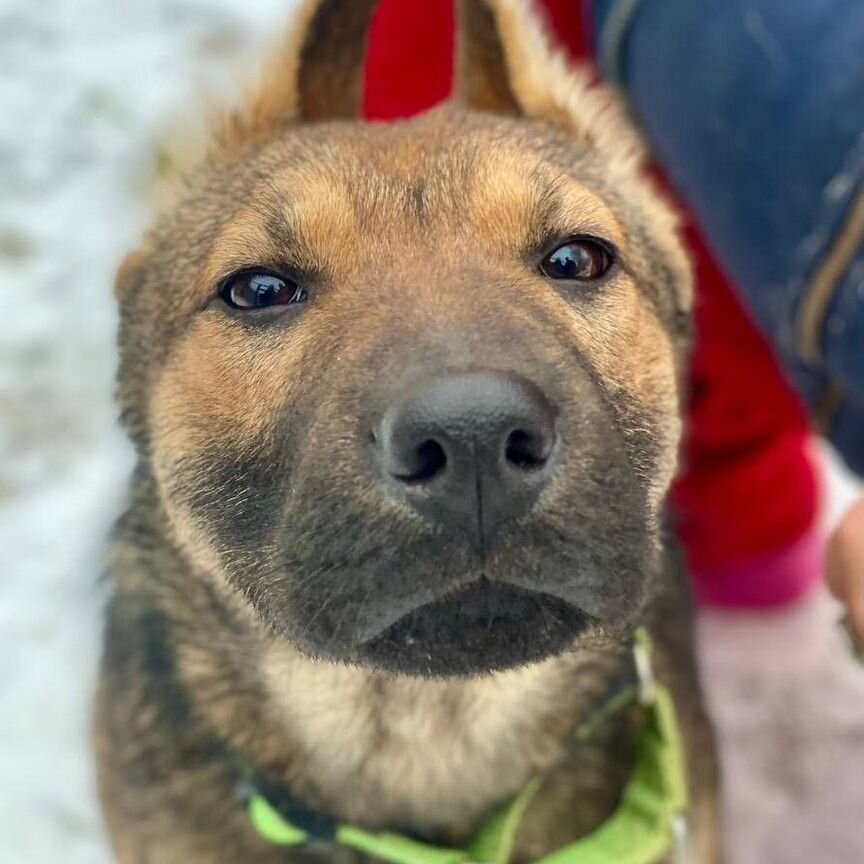 Щенок в добрые руки