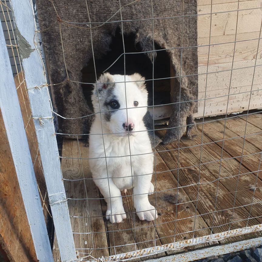 Азиатскии Алабаи самец