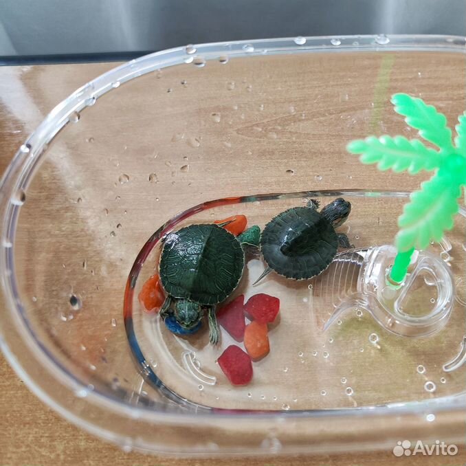 Черепашки красноухие