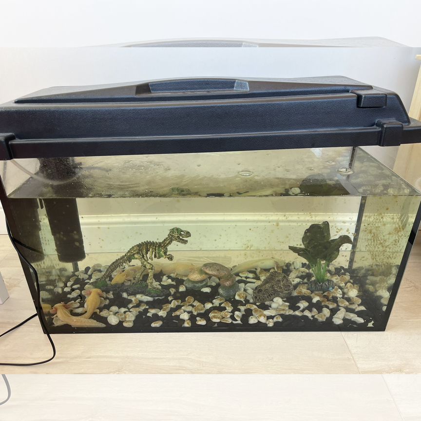 Аквариум с аксолотлями