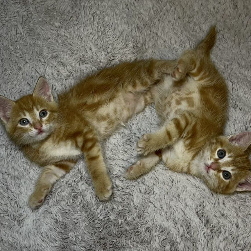 Американские короткошерстные котята