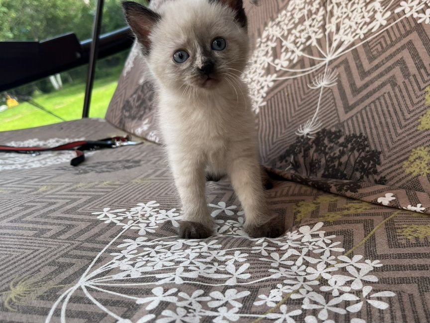Милые котики для души бесплатно