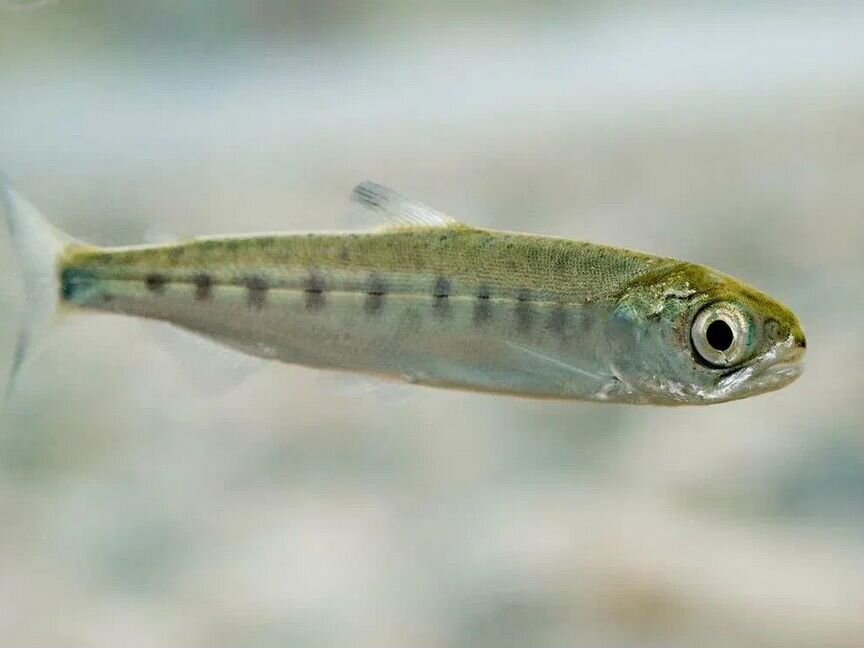 Живая Нерка Oncorhynchus nerka в Москве