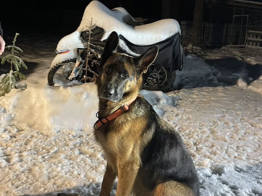 Щенки немецкой овчарки