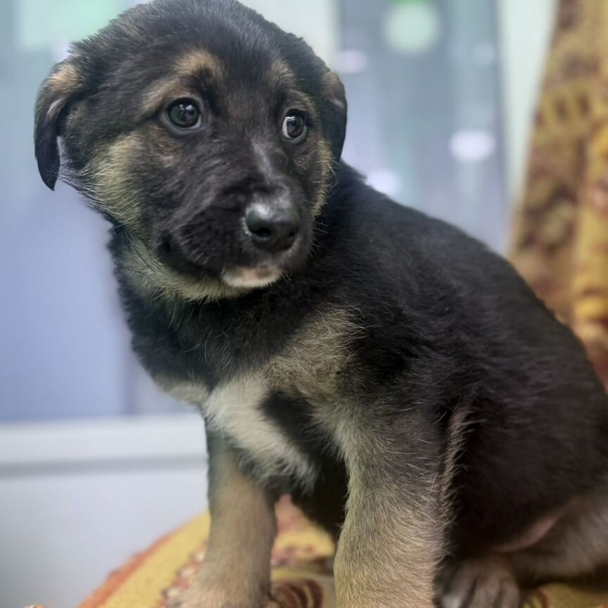 Маленький щенок ищет дом