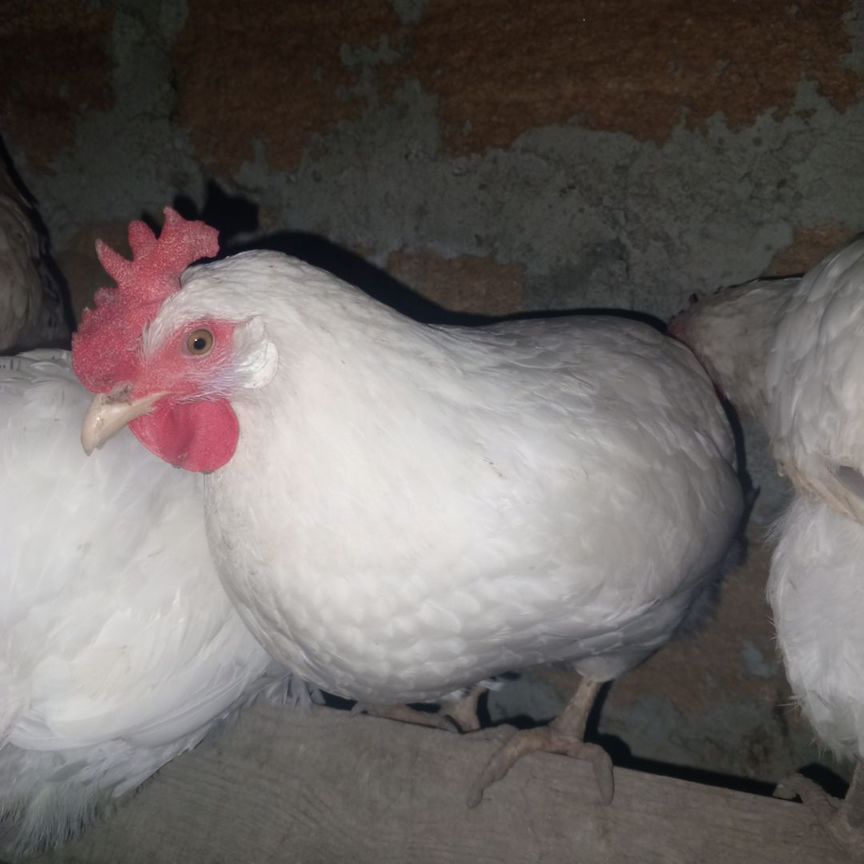 Куры молодки несушки домашние