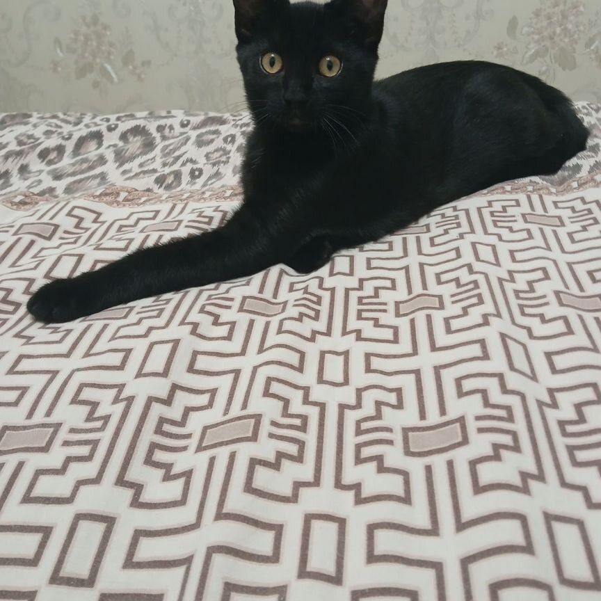 Отдам котенка мальчика