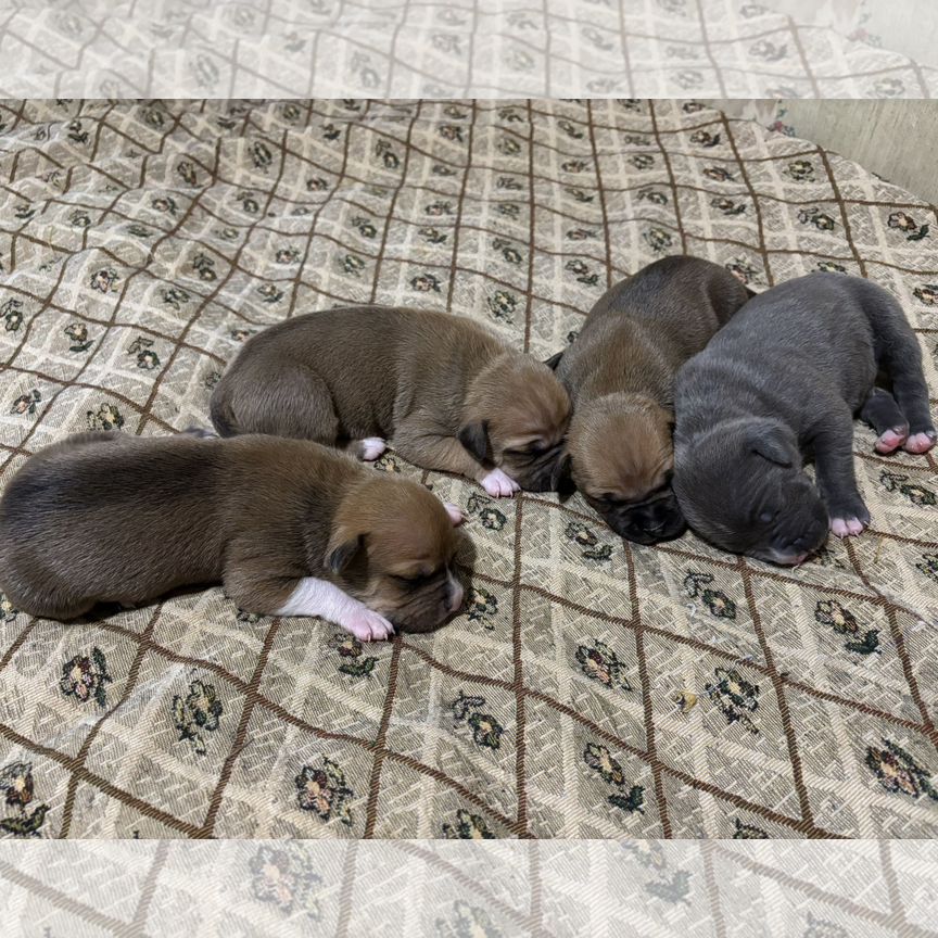 Американский питбультерьер, щенок