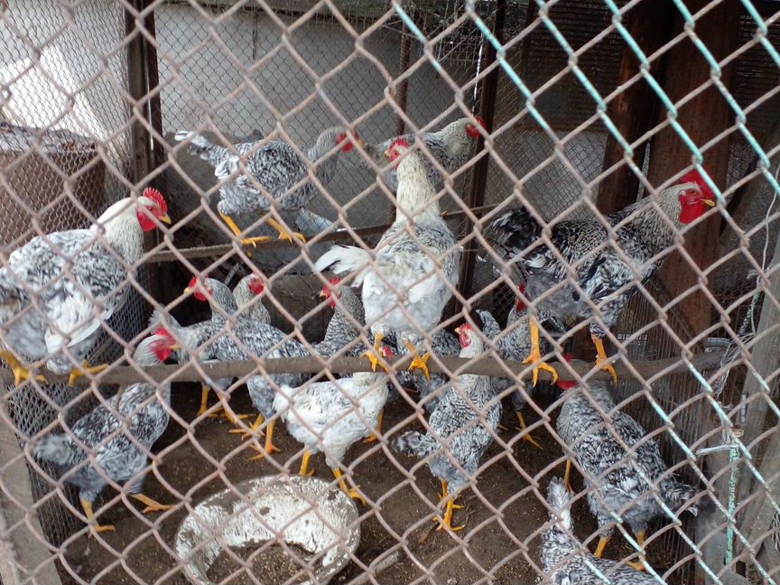 Продам петушков