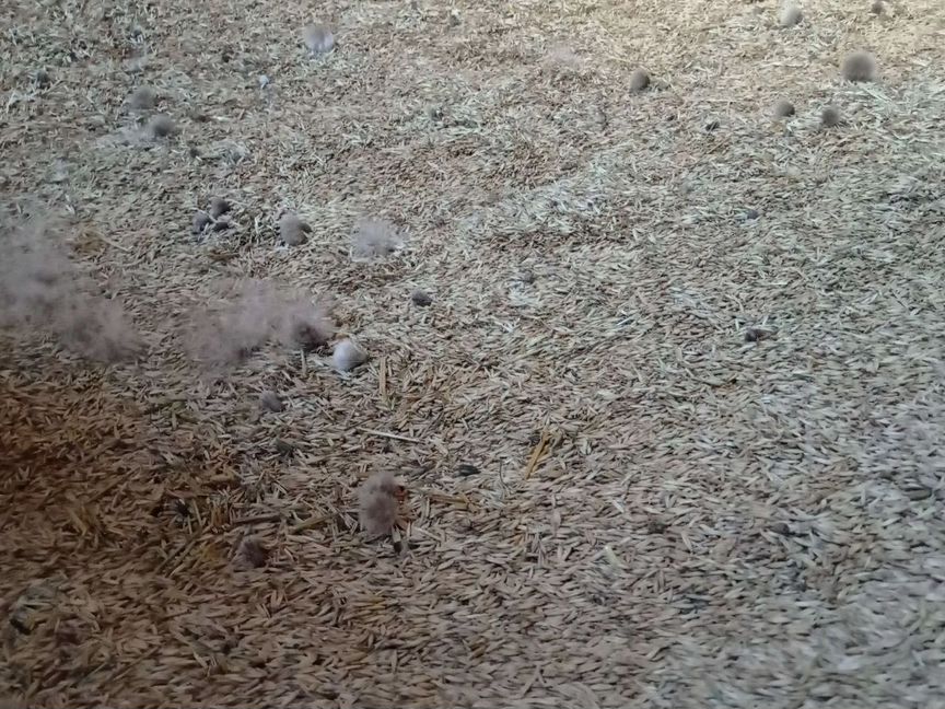 Горох, Фуражный горох корма