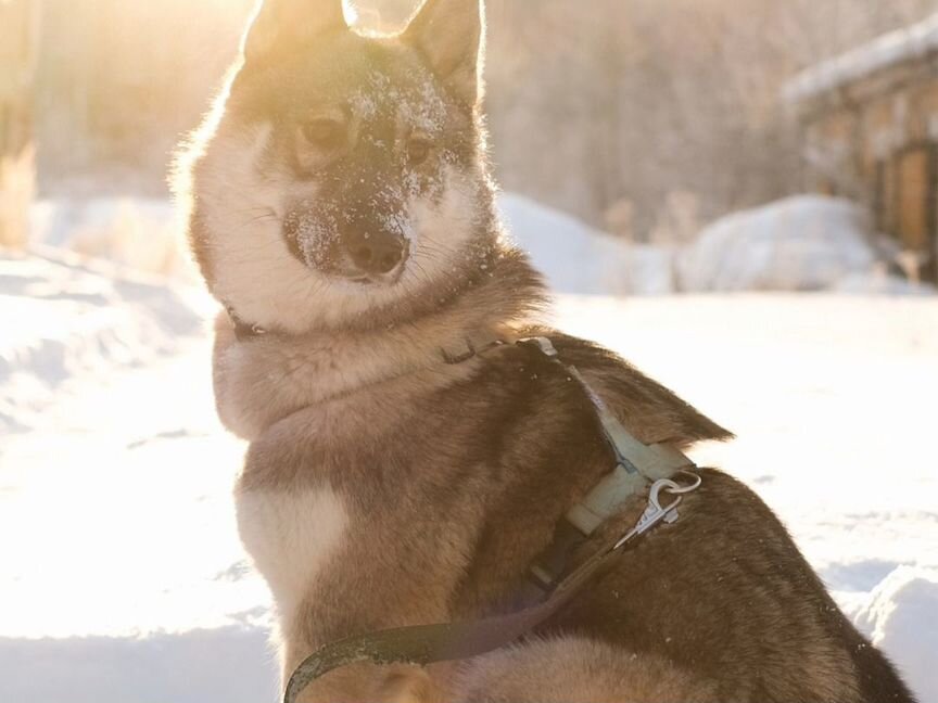 Герда из приюта ищет дом