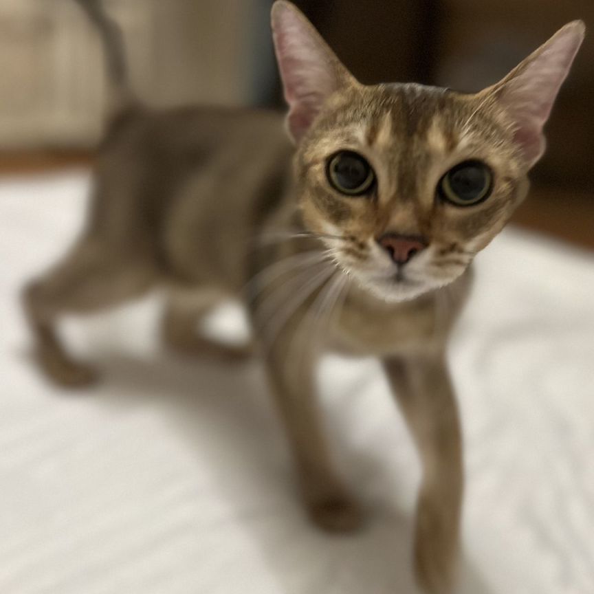 Абиссинская кошка, взрослая