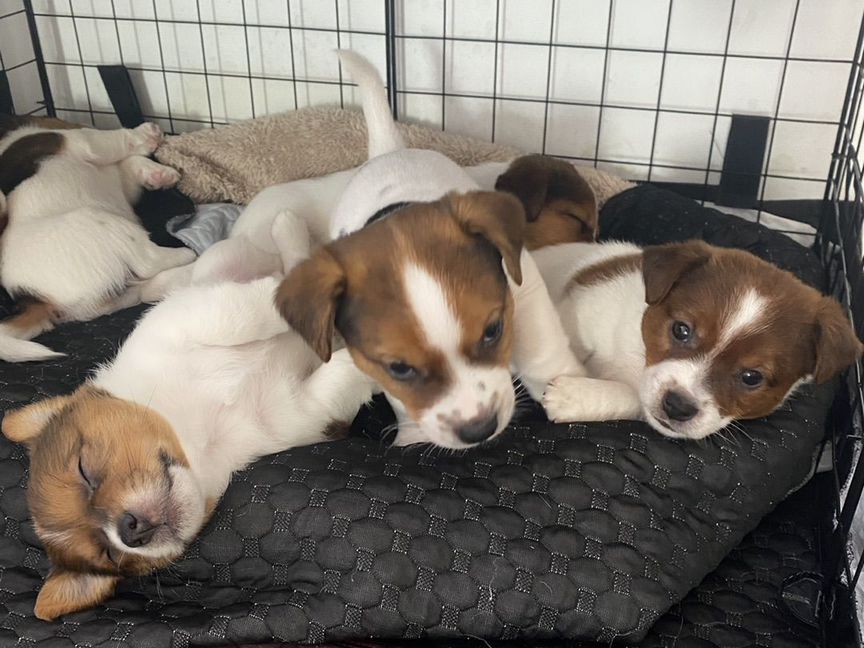 Щенки джек Рассел терьер