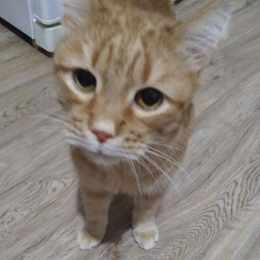 Аравийский мау, взрослый кот