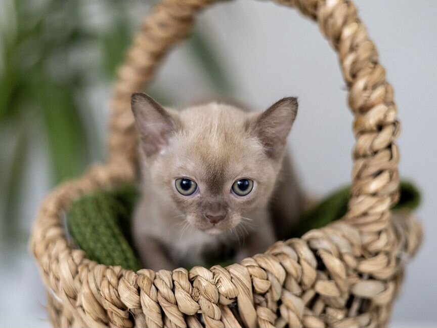 Бурманская кошечка