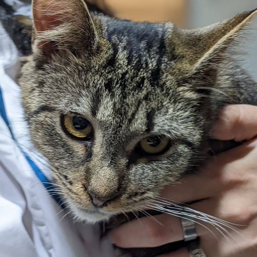 Котик со шрамом на щеке в хорошие руки