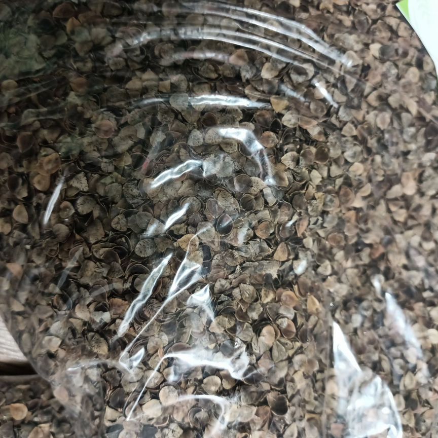 Лузга гречихи