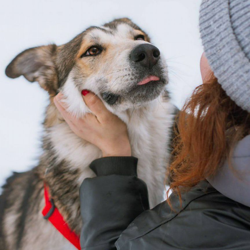 Взрослый пёс в добрые руки