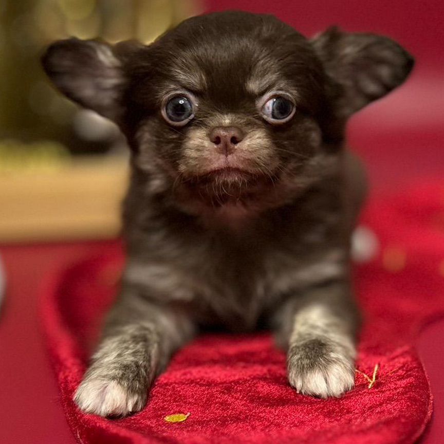 Чихуахуа, щенок