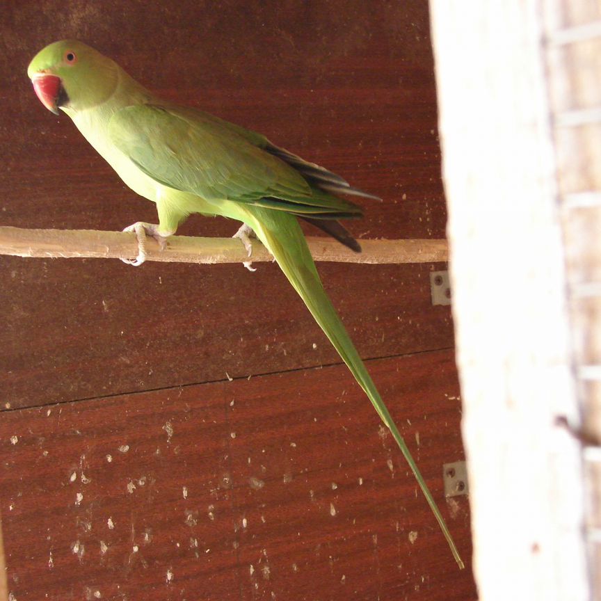 Ожереловый попугай самка